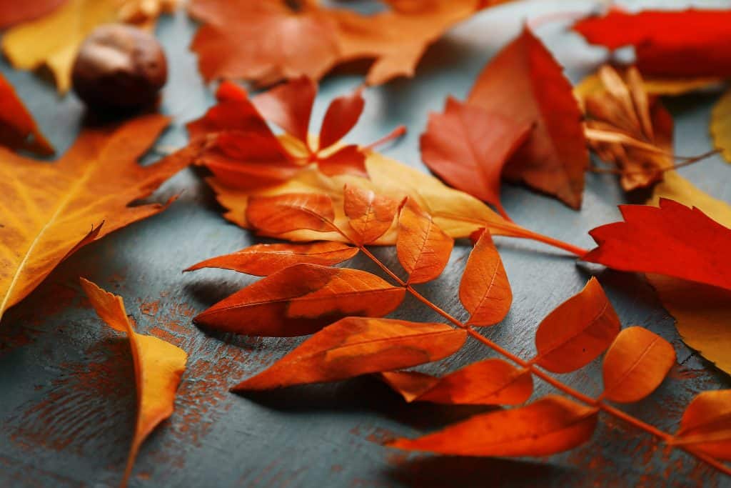 Color Contrast in Photography: Tips and Ideas – Knowledge Hub